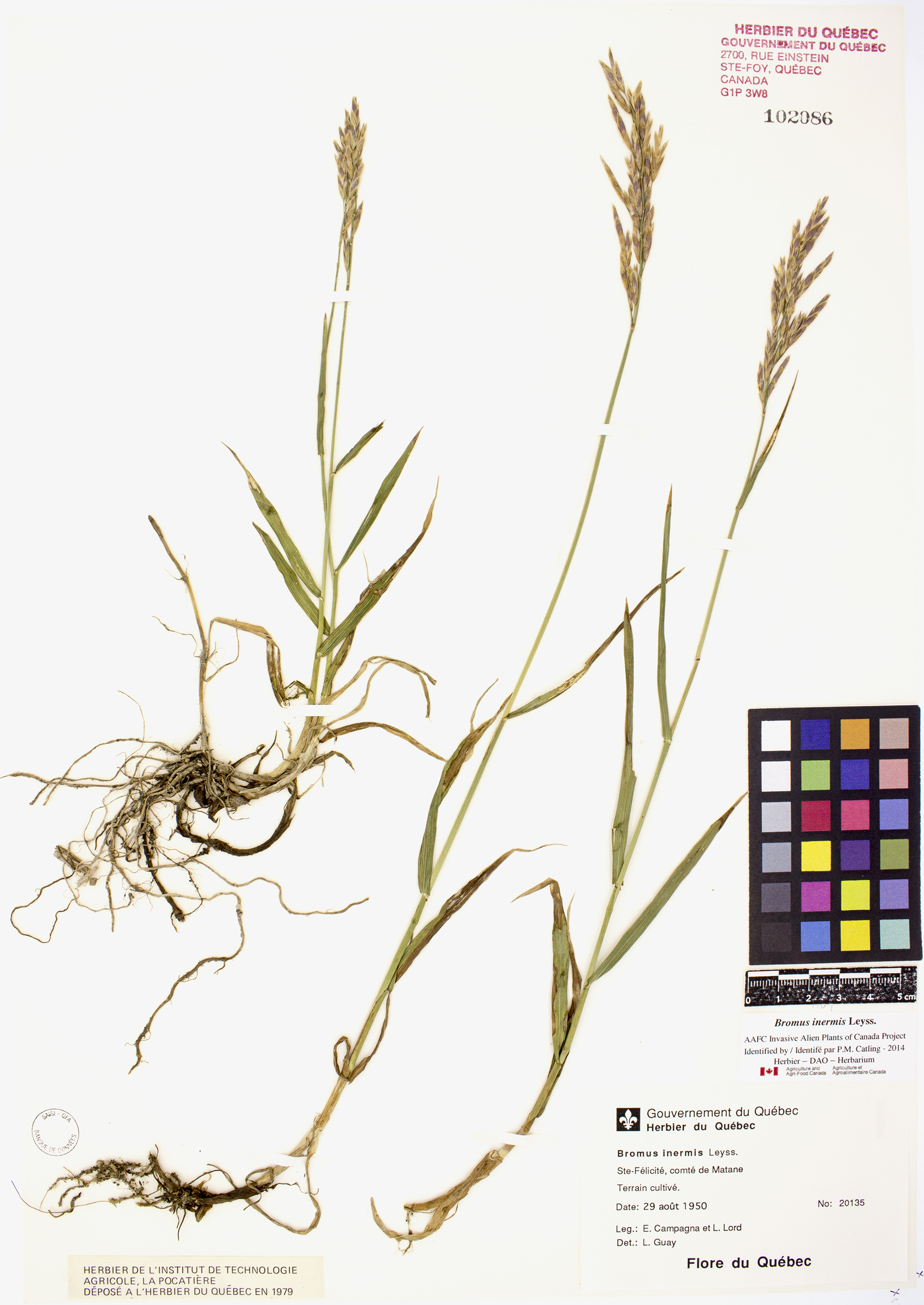 Brome inerme – Herbier du Québec